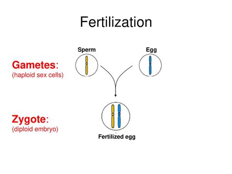 Are Gametes Haploid Or Diploid
