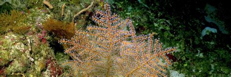 Scientists Use New Technology To Examine Health Of Deep Sea Corals