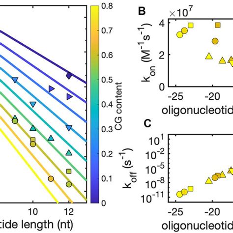 Kinetics Of Dissociation And Association Of Short Rna Oligonucleotides Download Scientific