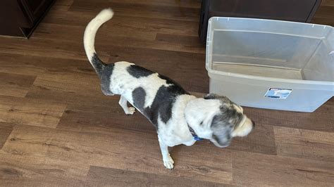 My 3 Legged Beagle Pointer Mix R Coonhounds