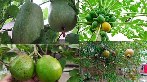 আমাদের ছাদ বাগান যা দেখে সবাই অবাক হবেন প্রত্যেকটা গাছেই ফল ধরেছে Youtube