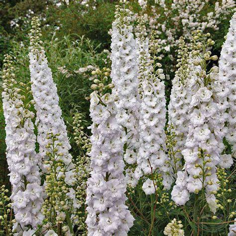 Дельфиниум тихоокеанский Галахад (Delphinium pacific Galahad) купить в ...