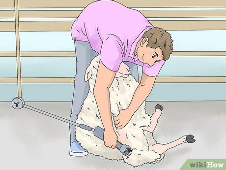 How To Breed Sheep 15 Steps With Pictures WikiHow