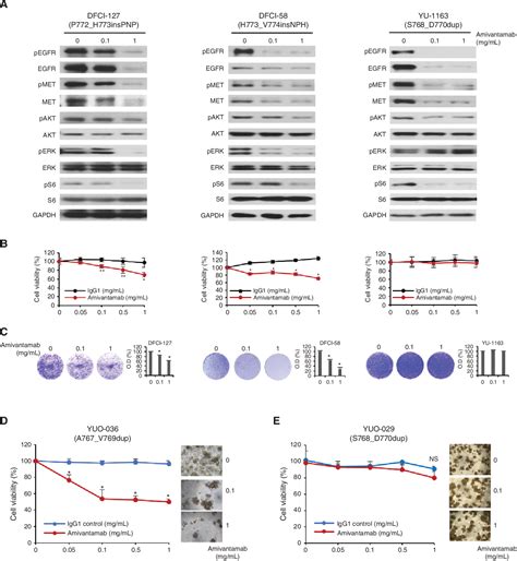 Anti Egfr C Met Bispecific Antibody Jnj 61186372 Semantic Scholar