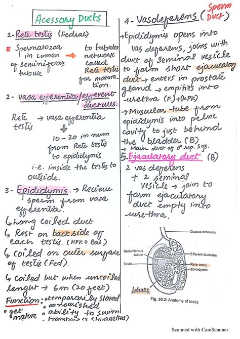 Solution Best Ever Mcat Notes For Reproductive System Studypool