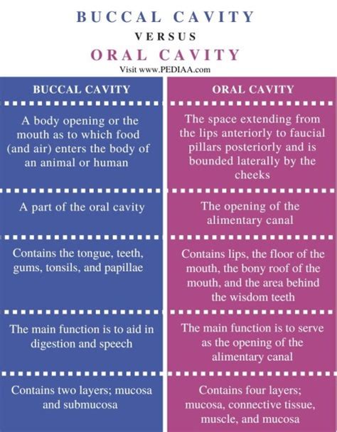 What Is The Difference Between Buccal Cavity And Oral Cavity Pediaacom