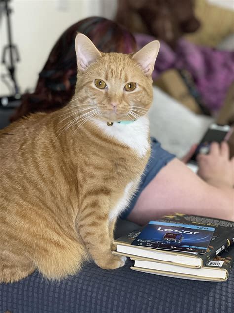 My Chonk Goldie Rorangecats