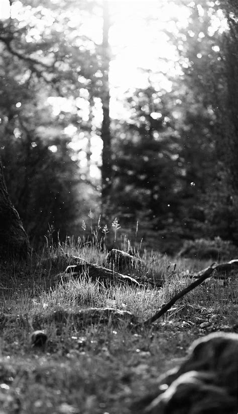 Download Black And White Nature Scenery Wallpaper