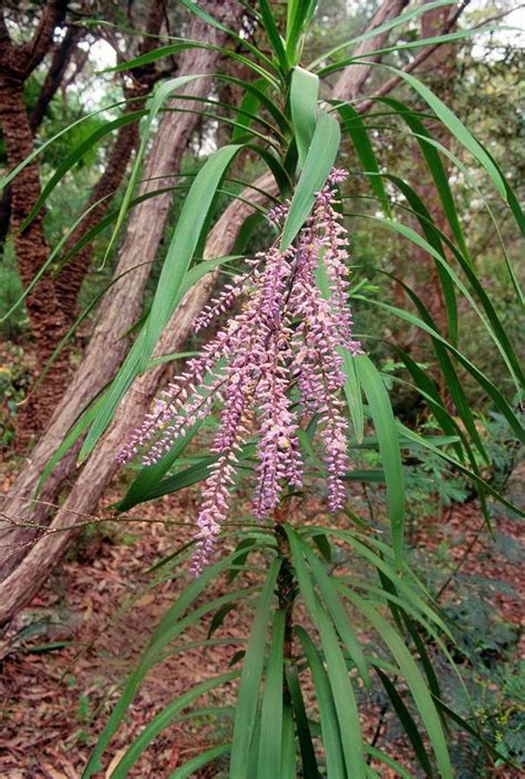 Best Australian Native Feature Plants Australian Native Garden