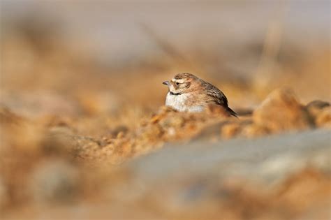 뿔이있는 종달새 또는 해안 종달새 Eremophila Alpestris 자연 서식지의 작은 땅 새 인도 라다크의 Tso Kar