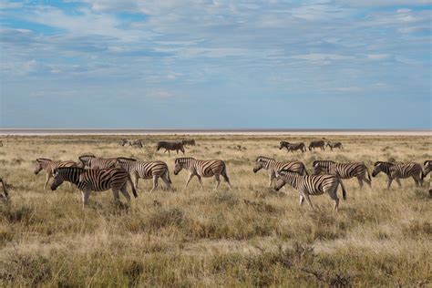 The Great Zebra Migration A Majestic Journey Across Africa 2025
