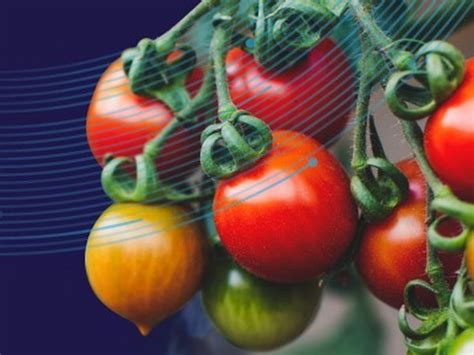 Importance Of Climate And Context Alongside Yield Prediction In Tomato