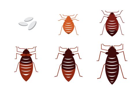 Free Bed Bug Vector 135184 Vector Art At Vecteezy