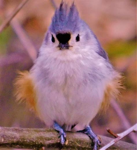Bed Head Tufted Titmouse Photograph By Theresa Nye Fine Art America