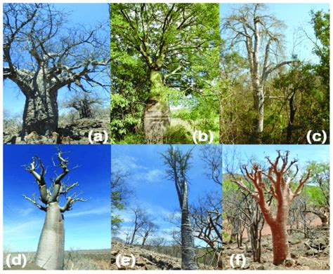 Bottle Trees Trees That Store Water In Massive Swollen Trunks Known