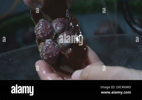 Clam Handling Stock Videos And Footage Hd And 4k Video Clips Alamy