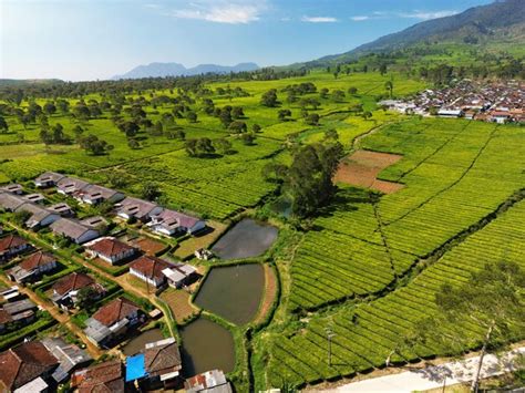Premium Photo Aerial View Of Houses In The Tea Plantations Area