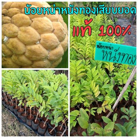 น้อยหน่าหนังสีทองเสียบยอด Greatplante Thaipick