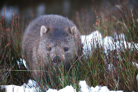 Monitoring Design And Implementation EcoPlan AustraliaEcoPlan Australia