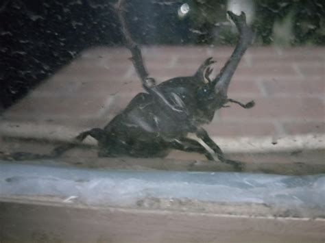 路上觀察學院 是誰在敲打我窗 Facebook