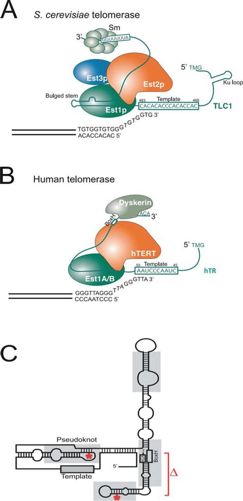 Telomerase