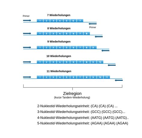 Kurze Tandem Wiederholungsanalyse Str Analyse Labster