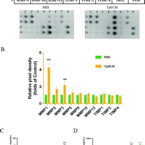 Tp0136 Induced Expression Of Mmps And Timps In Hdvsmcs A And B
