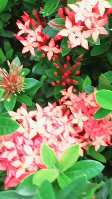 তুমি কে আমি কে রাজাকার রাজাকার। Youtube
