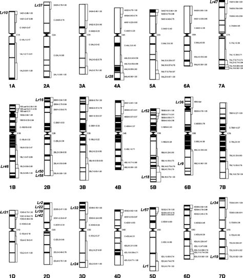 Approximate Locations Of Mapped Leaf Rust Resistance Genes On The