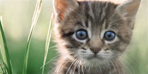 When To Desex Your Cat Pets4life Dog Training