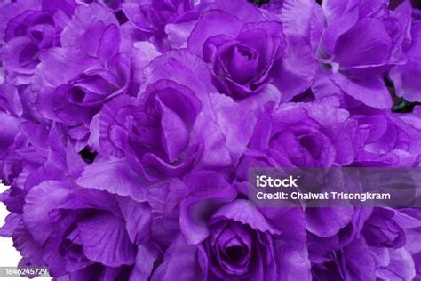 白い背景に人工の紫色の植木鉢花のテクスチャ背景 お祝いのストックフォトや画像を多数ご用意 お祝い カットアウト カラフル Istock