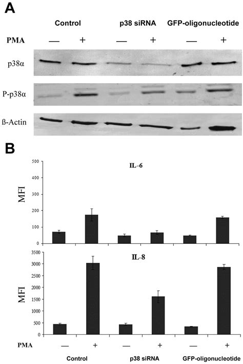 Figure 2 Phosphorylation Of Stat3 In Head And Neck Cancer Requires