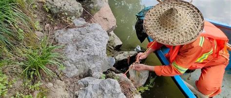 清水绿堤：汛期河道养护这么做进行重点设施
