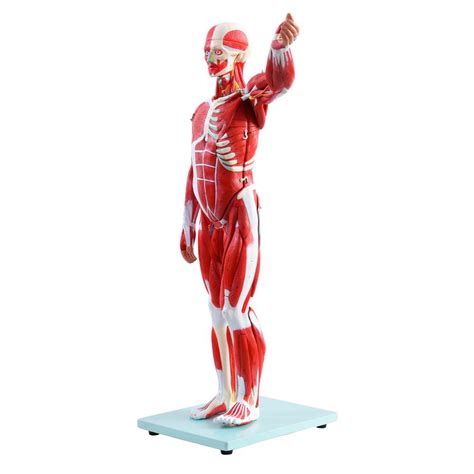 Waasoscon Human Body Anatomy Model Human Body Model For Anatomy Toys