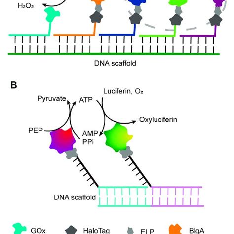 Construction Of Efficient Violacein Biosynthesis Pathway With
