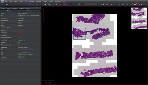 Export Annotations From Qupath To Napari Image Analysis Imagesc Forum