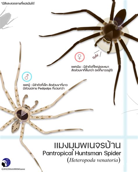 แมงมมพเนจรบาน Heteropoda venatoria StickwithKavee