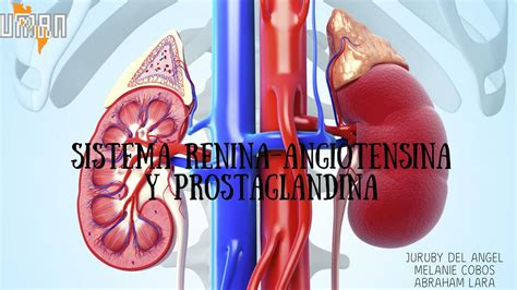 Resúmenes de Sistema renina angiotensina Descarga apuntes de Sistema