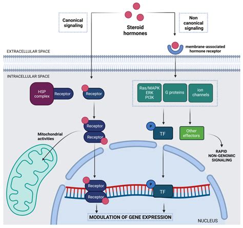 Cells Free Full Text Sex And Brain The Role Of Sex Chromosomes And