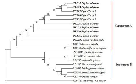 maximum parsimony tree based on ftsz sequences using parsimony
