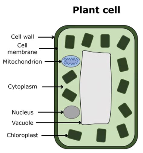 Vacuole Definition Plant Cell What Is A Vacuole And Its Function