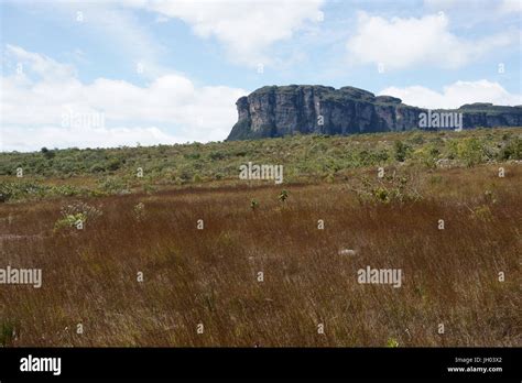 Forest Landscape Vale Do Paty Chapada Diamantina Bahia Brazil