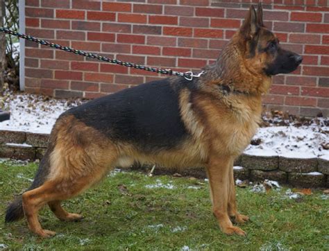 Akc Registered German Shepherd For Sale Millersburg Oh Male Rex Ac