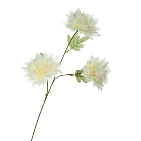 Хризантема біла