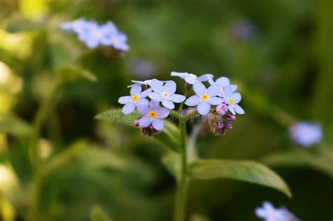 In The Photo There Are Blue Forget Me Nots Stock Image Image Of Blossom Herb 393473145