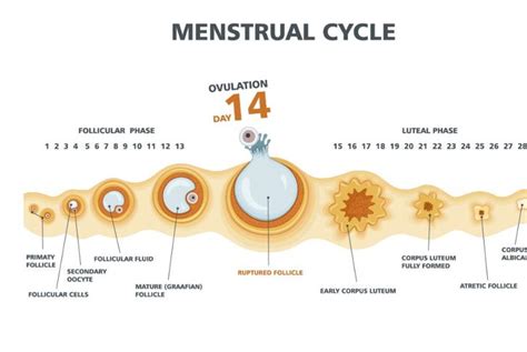 10 Symptoms And Treatments Of Ovarian Cysts Health And Detox And Vitamins