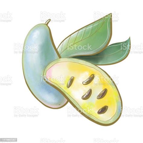 일러스트 레이 션 컬러 노란색 식물학 식물 식용 발톱 과일 바나나 나무 녹색 근접 촬영 디자인 요소 포장 자연 건강 식품 파파야 나무에 대한 스톡 벡터 아트 및 기타 이미지