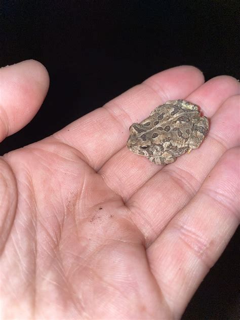 Fowlers Toad From Ames Nowell State Park Abington Ma Us On August