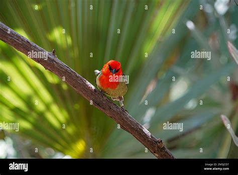 Mauritian Red Fody Native Bord Wildlife Perched And Nesting In Dense
