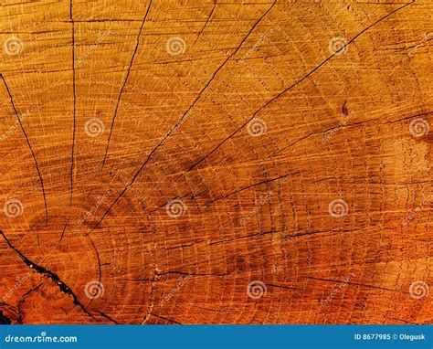 Cracks On A Cut Of A Tree An Oak Stock Image Image Of Fibre Breed